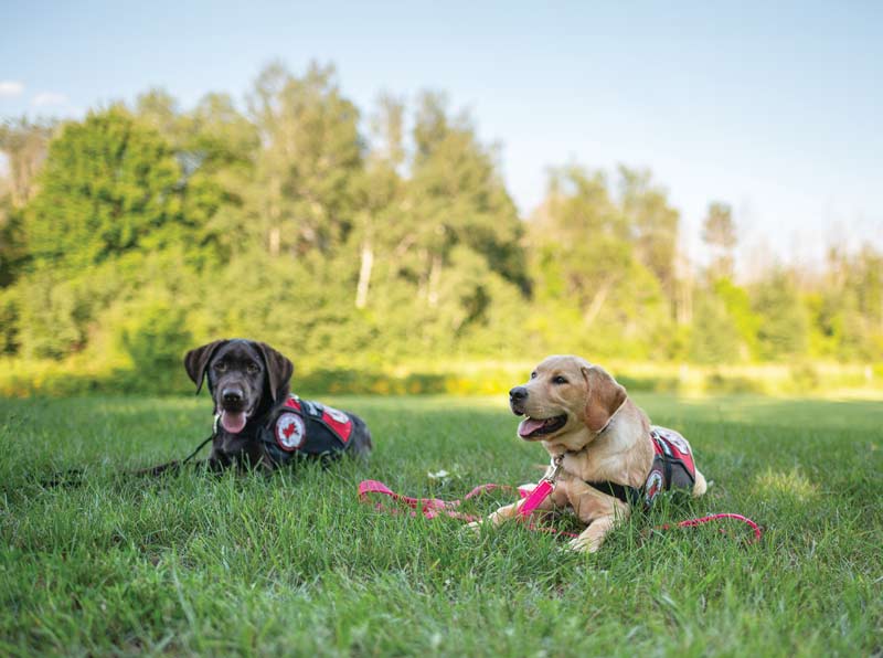 Service Dogs for Veterans - Maple Ridge Royal Canadian Legion